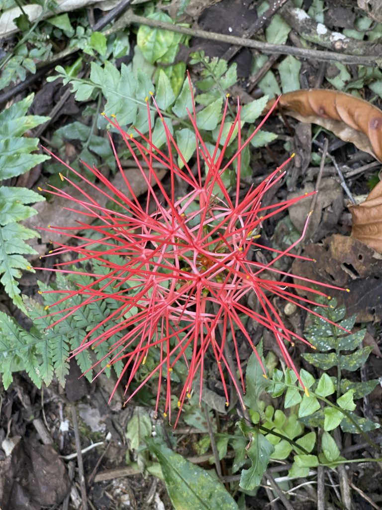 National Herbarium of Rwanda – Documenting Plant Biodiversity