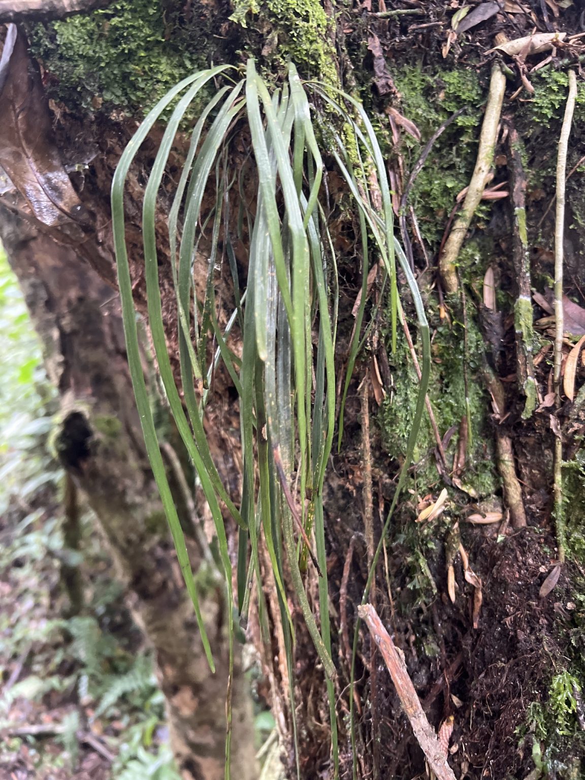 National Herbarium of Rwanda – Documenting Plant Biodiversity