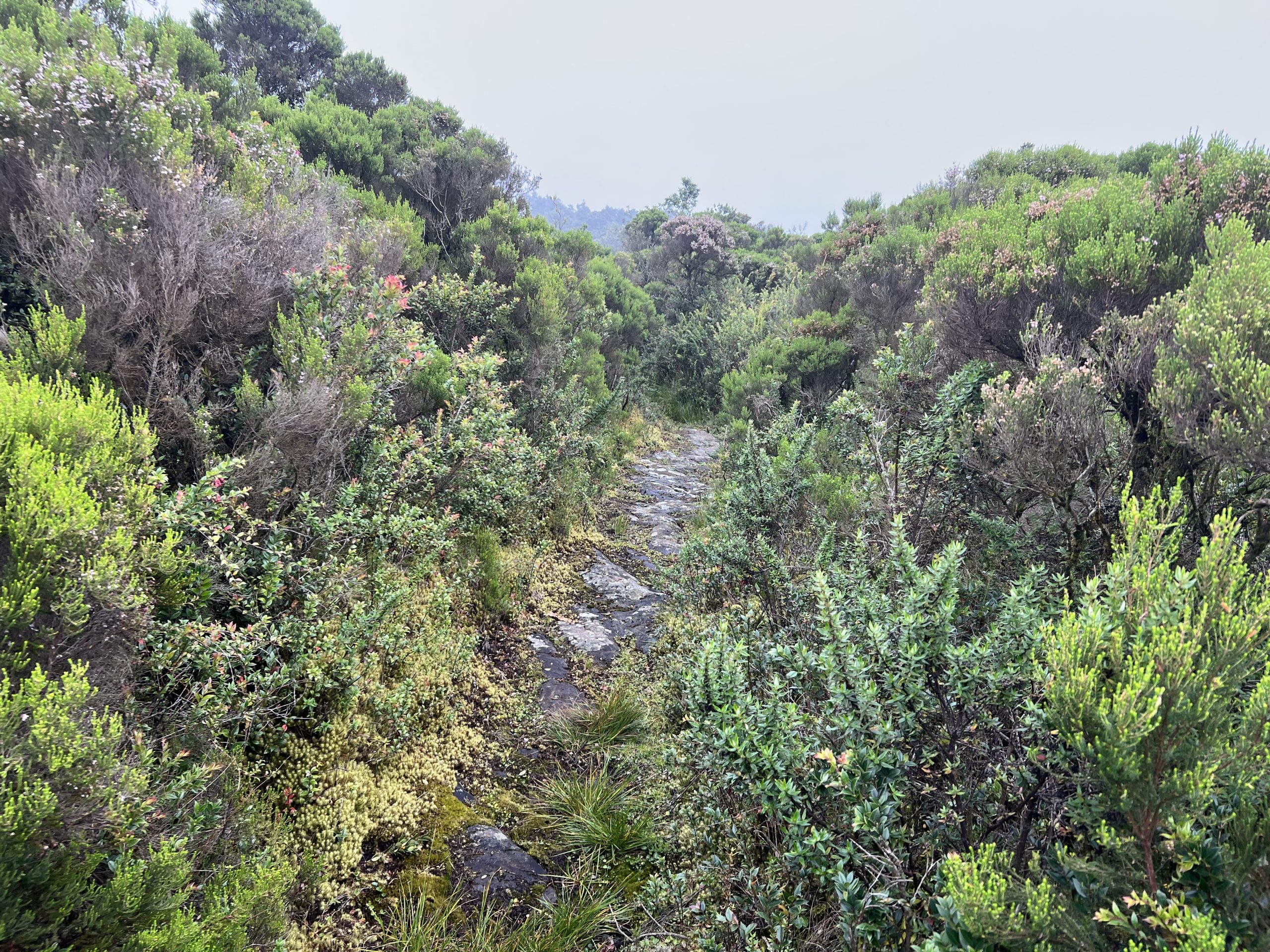 National Herbarium of Rwanda – Documenting Plant Biodiversity