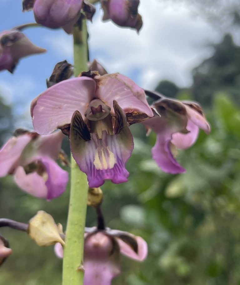 National Herbarium of Rwanda – Documenting Plant Biodiversity
